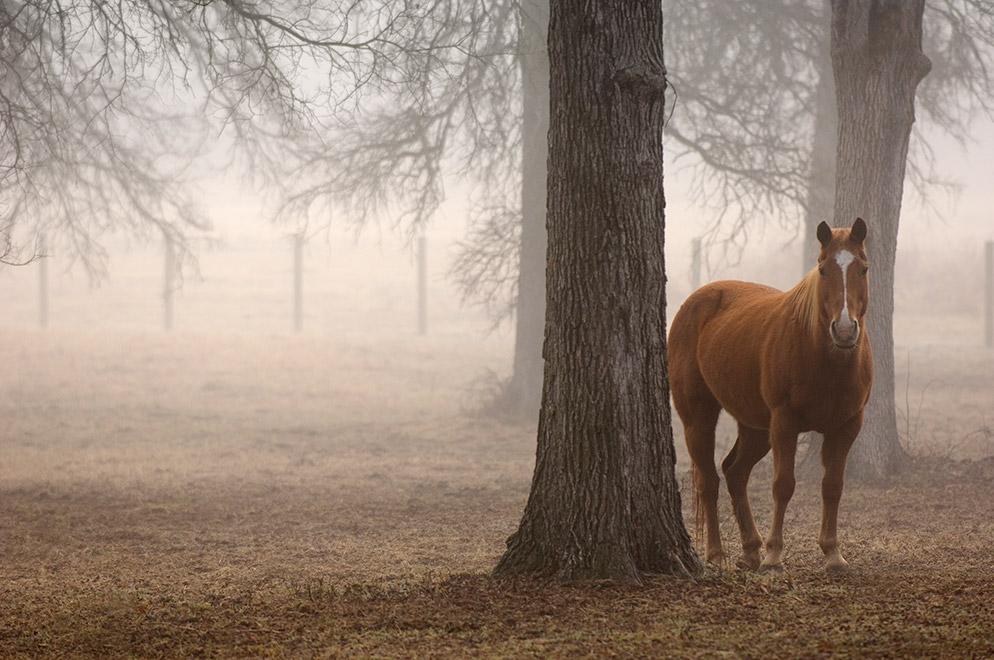 Making Pictures in the Rain | Nikon