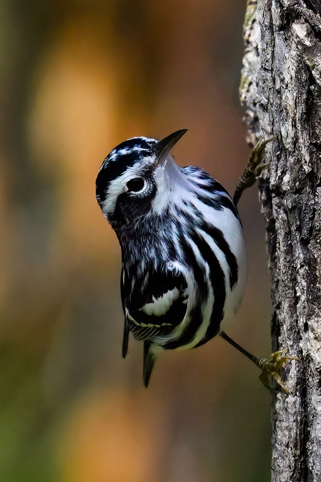 Inside Story: How I Photograph the Birds of My Backyard from the ...