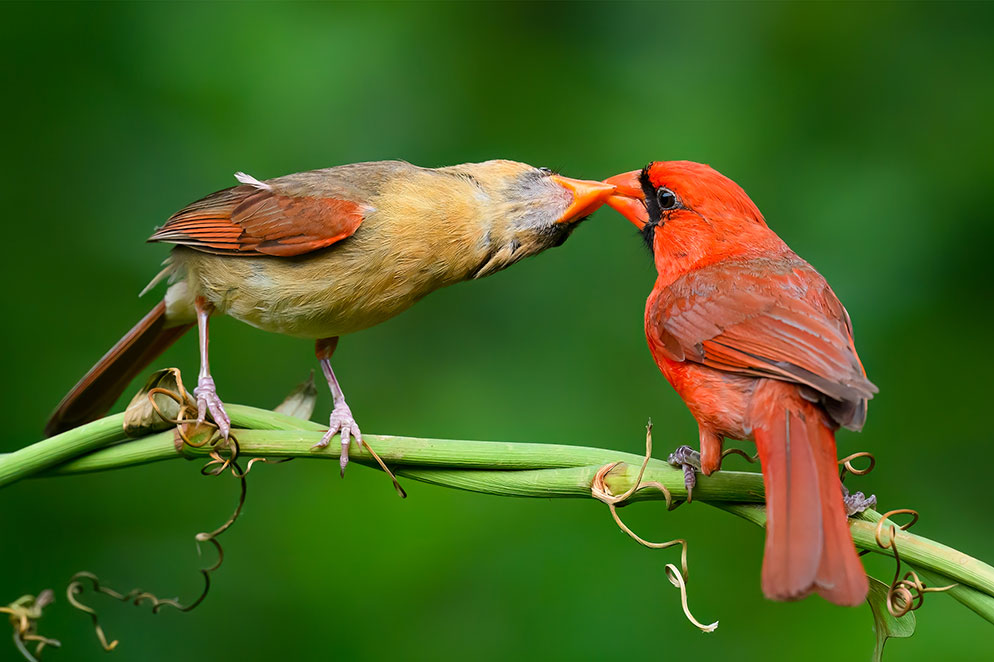 Inside Story: How I Photograph the Birds of My Backyard from the ...