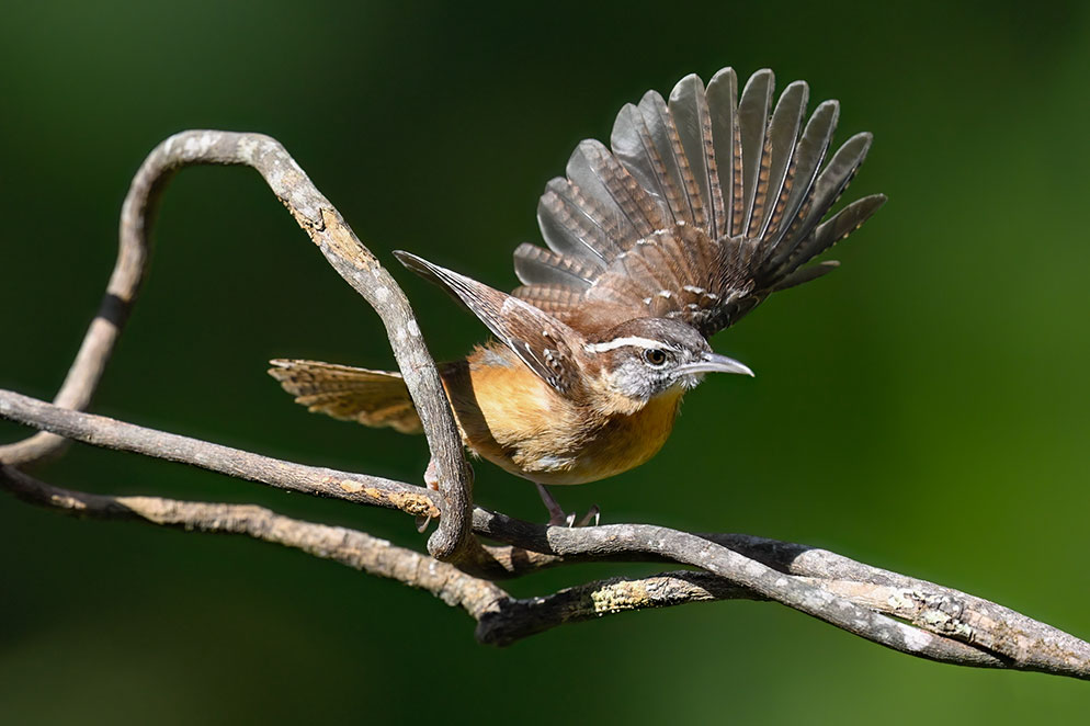 Inside Story: How I Photograph the Birds of My Backyard from the ...
