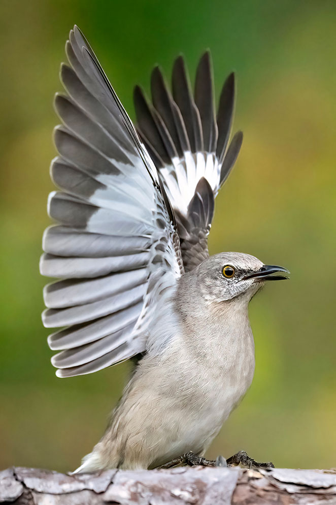 Inside Story: How I Photograph the Birds of My Backyard from the ...