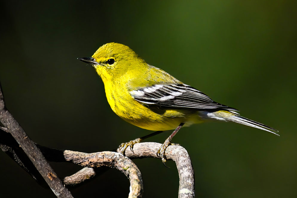 Inside Story: How I Photograph the Birds of My Backyard from the ...