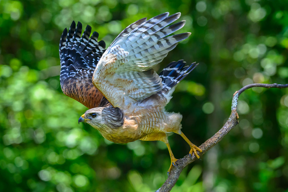 Inside Story: How I Photograph the Birds of My Backyard from the ...