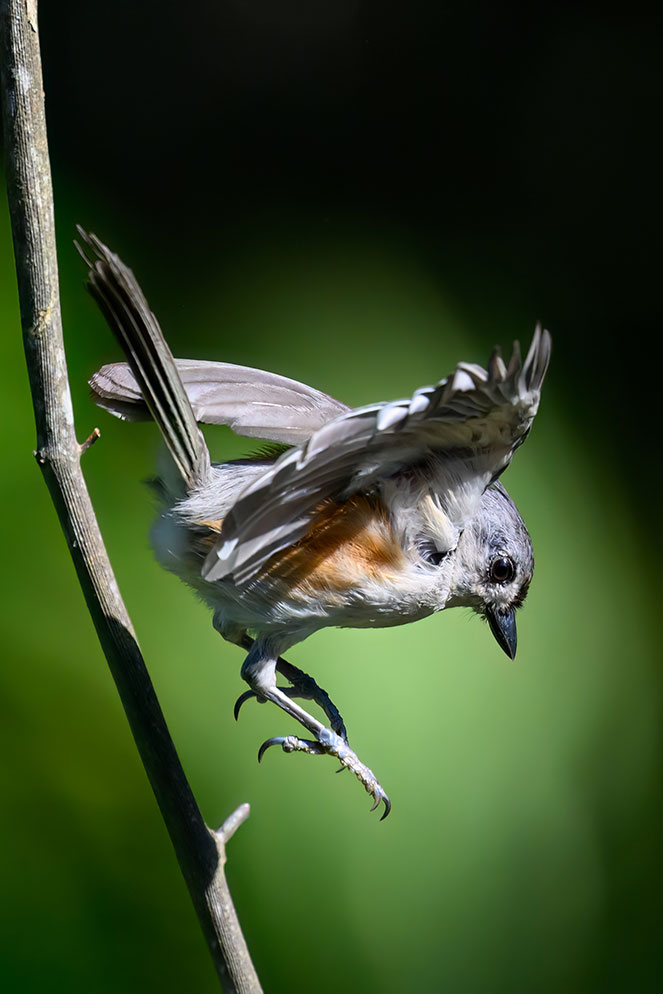 Inside Story: How I Photograph the Birds of My Backyard from the ...