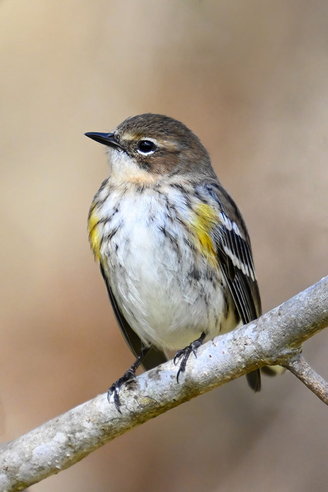 Inside Story: How I Photograph the Birds of My Backyard from the ...