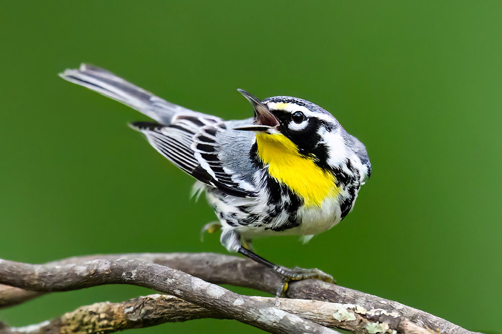 Inside Story: How I Photograph the Birds of My Backyard from the ...