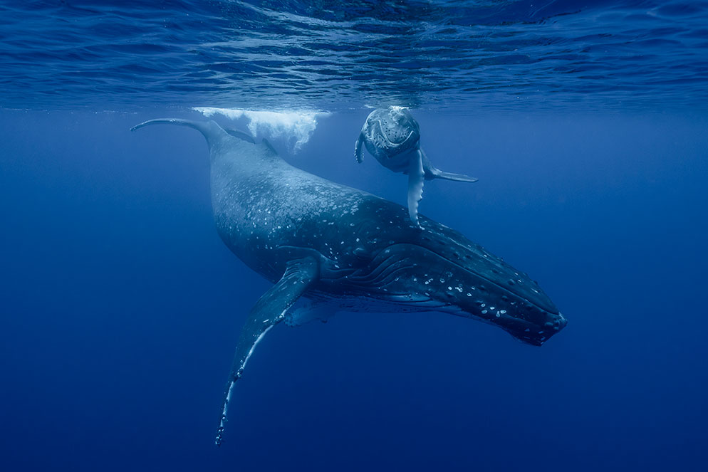 Underwater Whale Photography Using Nikon Mirrorless Cameras | Nikon