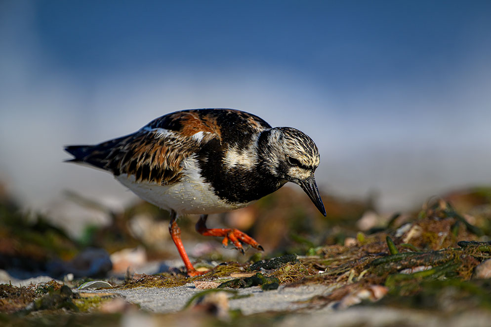 Getting Down to Elevating Your Bird Photography | Nikon