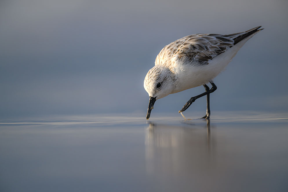 Getting Down to Elevating Your Bird Photography | Nikon