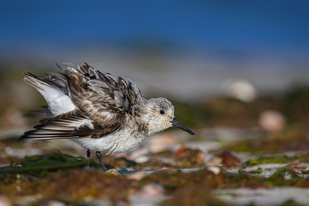 Getting Down to Elevating Your Bird Photography | Nikon