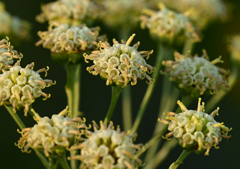 Want to Get Closer to Great Flower Photography? Look to Your Lenses ...