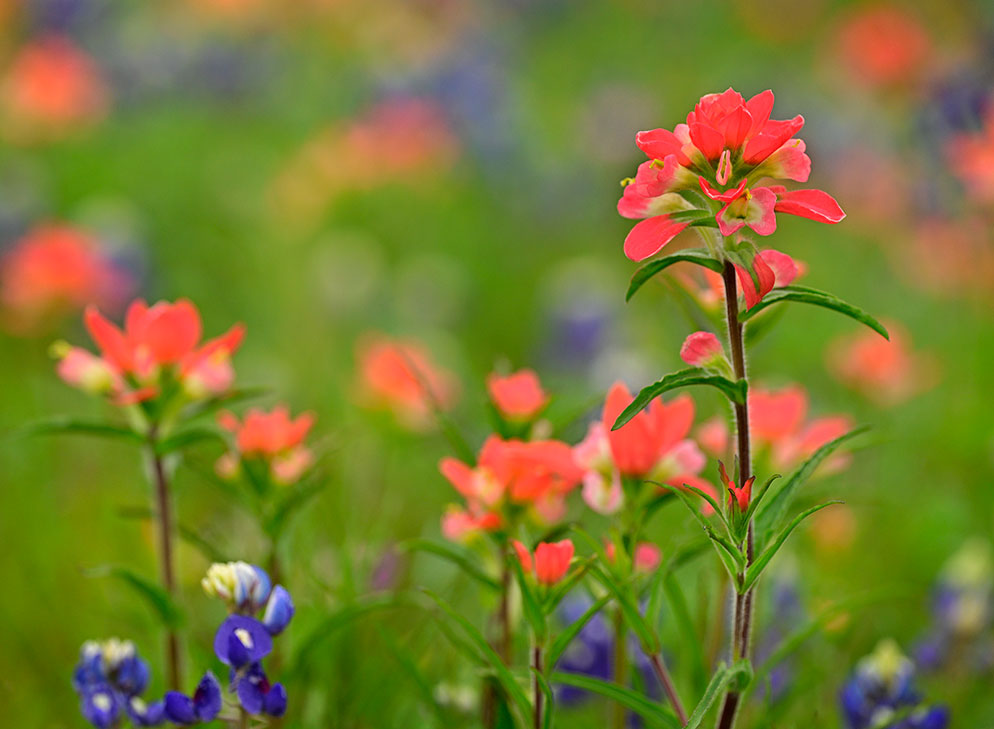 Want to Get Closer to Great Flower Photography? Look to Your Lenses ...