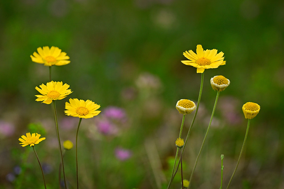 Want to Get Closer to Great Flower Photography? Look to Your Lenses ...