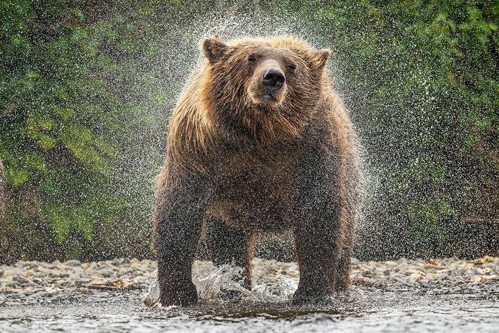 The Bear Essentials: 10 Tips for Photographing Bears | Nikon