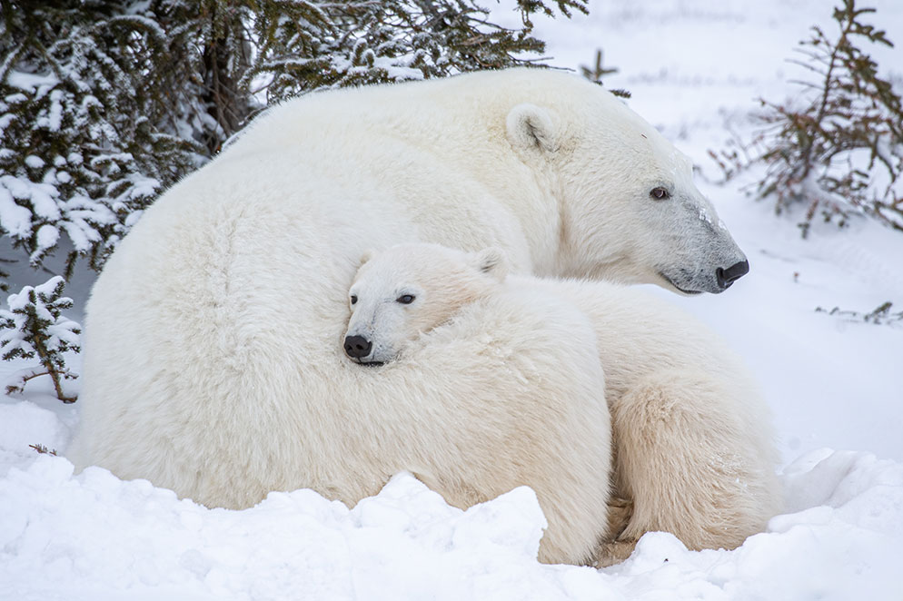 The Bear Essentials: 10 Tips for Photographing Bears | Nikon