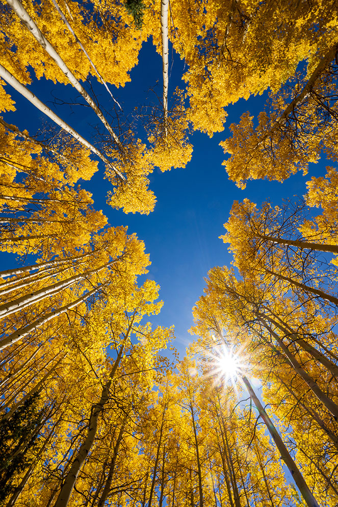 Autumn Impressions: Tips for Photographing Fall Color | Nikon