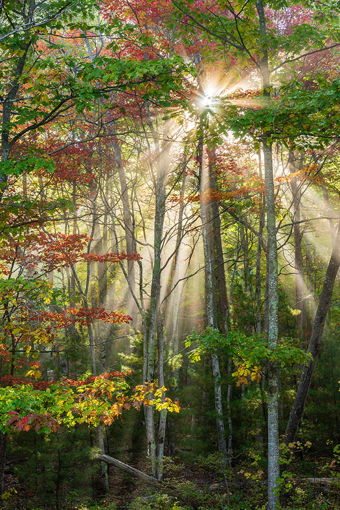 Autumn Impressions: Tips for Photographing Fall Color | Nikon