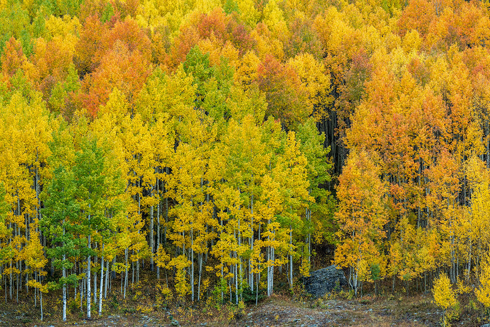 Autumn Impressions: Tips for Photographing Fall Color | Nikon