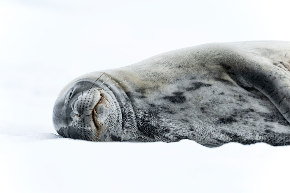 Under Pressure: An Antarctic Field Test for a Photographer and his Z 9 ...