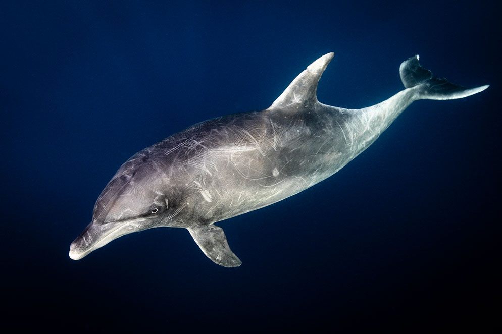 Over-the-Top Underwater Photo Op | Nikon