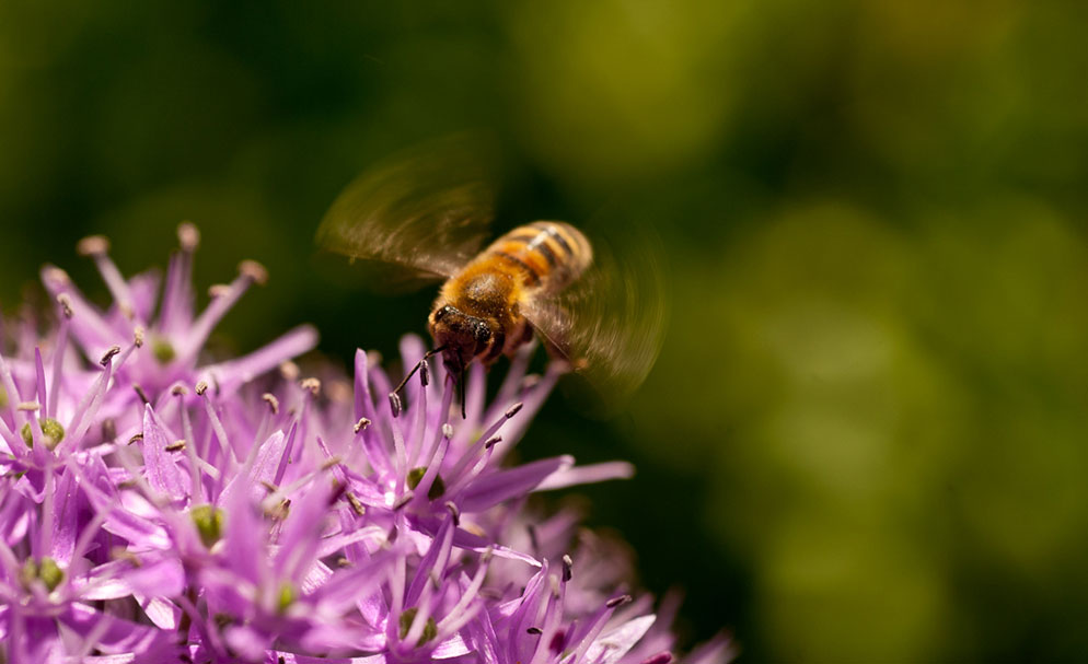 Martin Gregus from Nikon