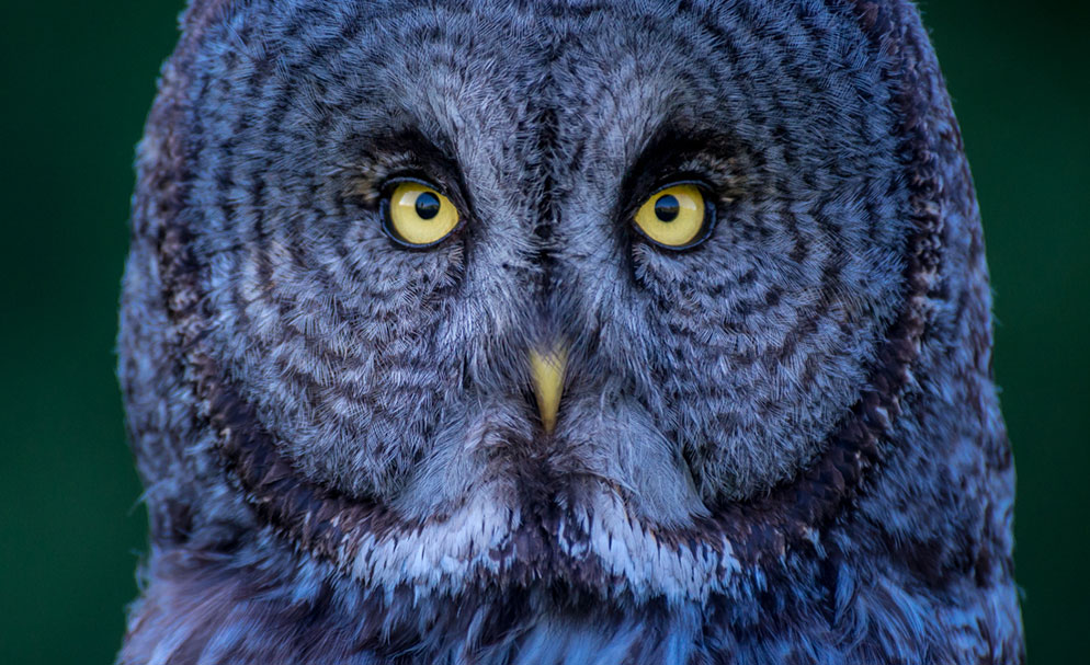 Martin Gregus from Nikon