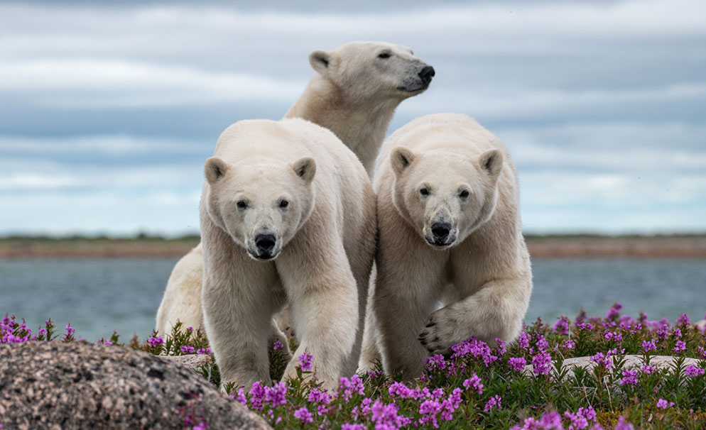 Martin Gregus from Nikon