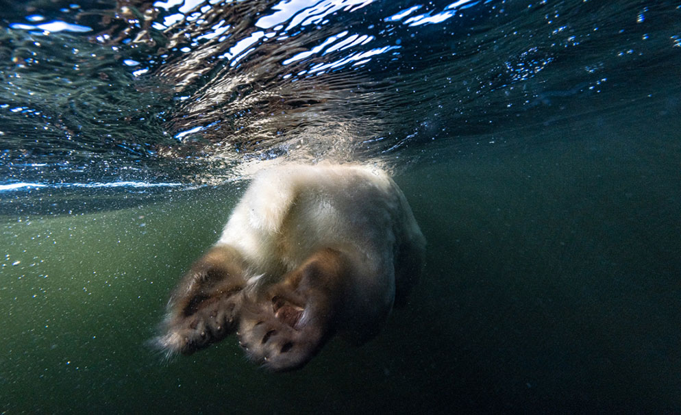 Martin Gregus from Nikon