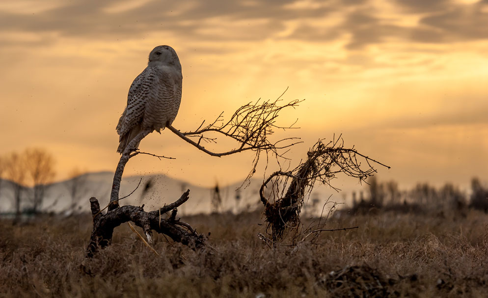 Martin Gregus from Nikon